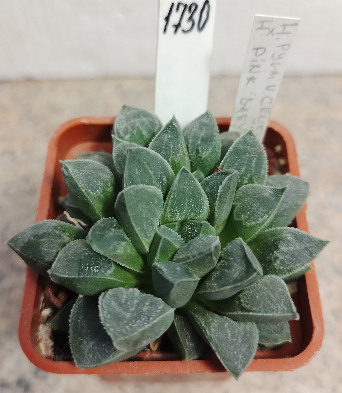 1730 Haworthia pygmaea v. crystallina x 'Pink Lady' — Cactus-shop