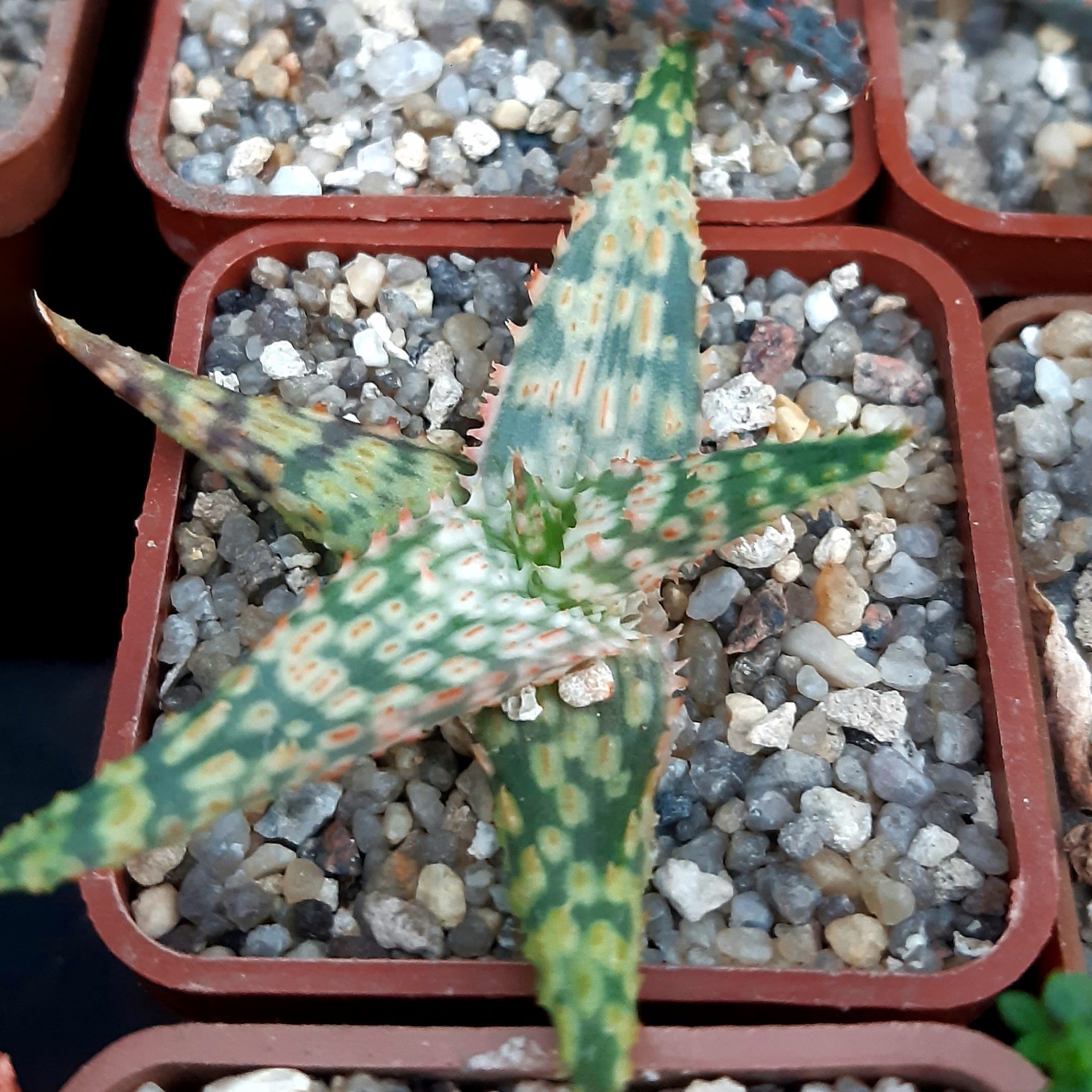 Aloe cv.'Sunrise' — Cactus-shop