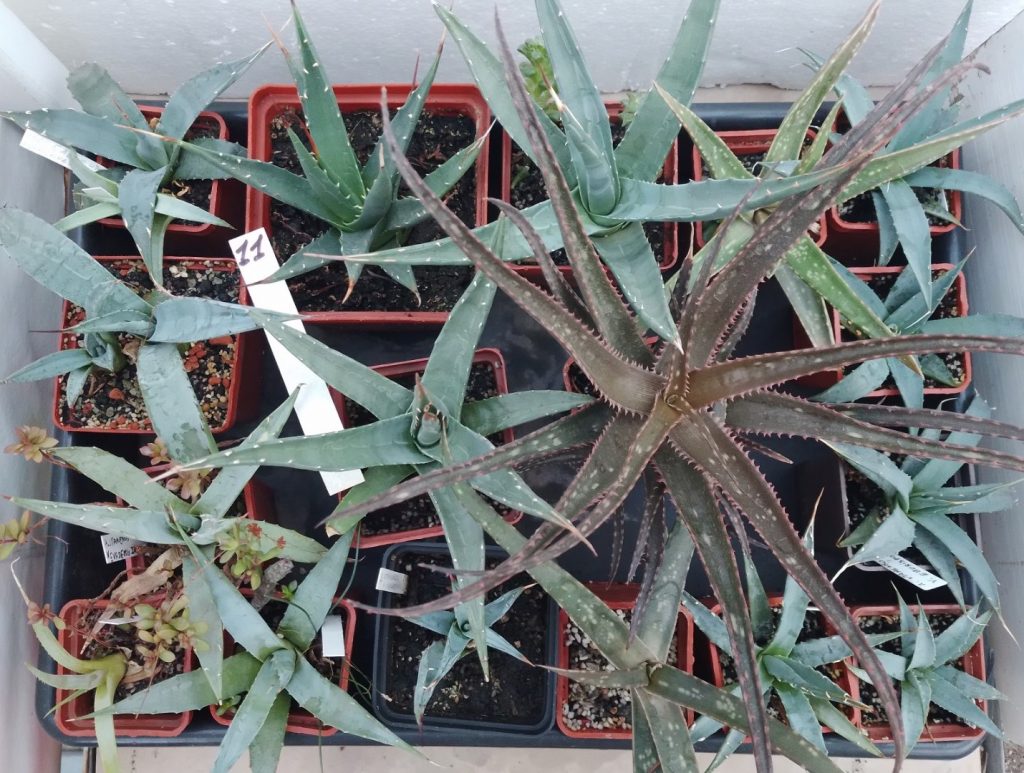 Agave mix 11 всі рослини на фото — Cactus-shop