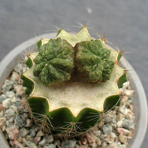 Aztekium ritteri — Cactus-shop