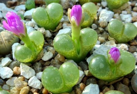 conophytum limpidum — Cactus-shop