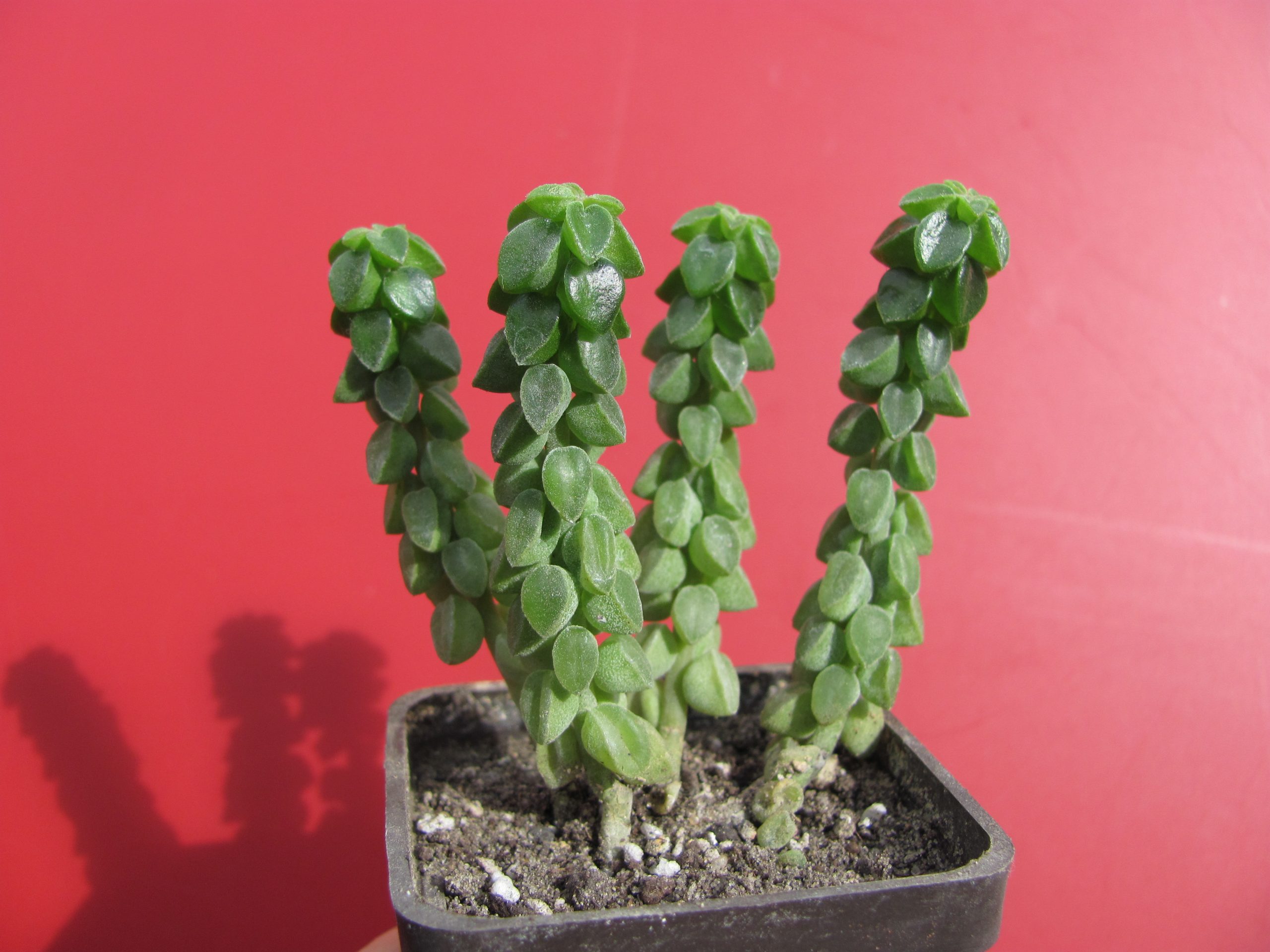 Peperomia columella — Cactus-shop