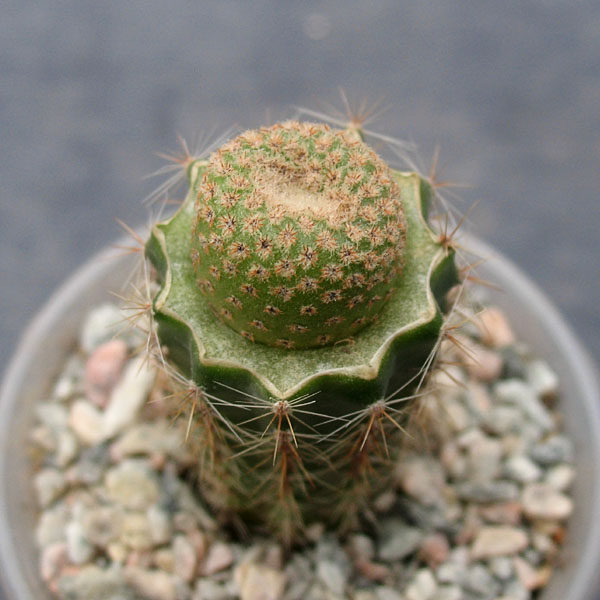 Yavia cryptocarpa — Cactus-shop