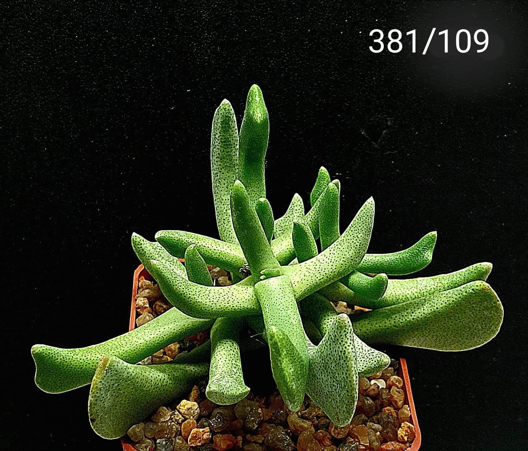 Rhombophyllum nelii, 6*6, 381 — Cactus-shop