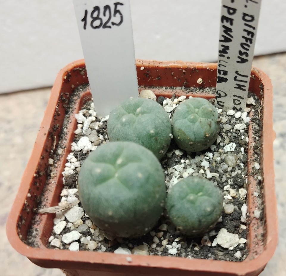 1825 Lophophora diffusa JJH10296 -Penamiller- весь горшик — Cactus-shop