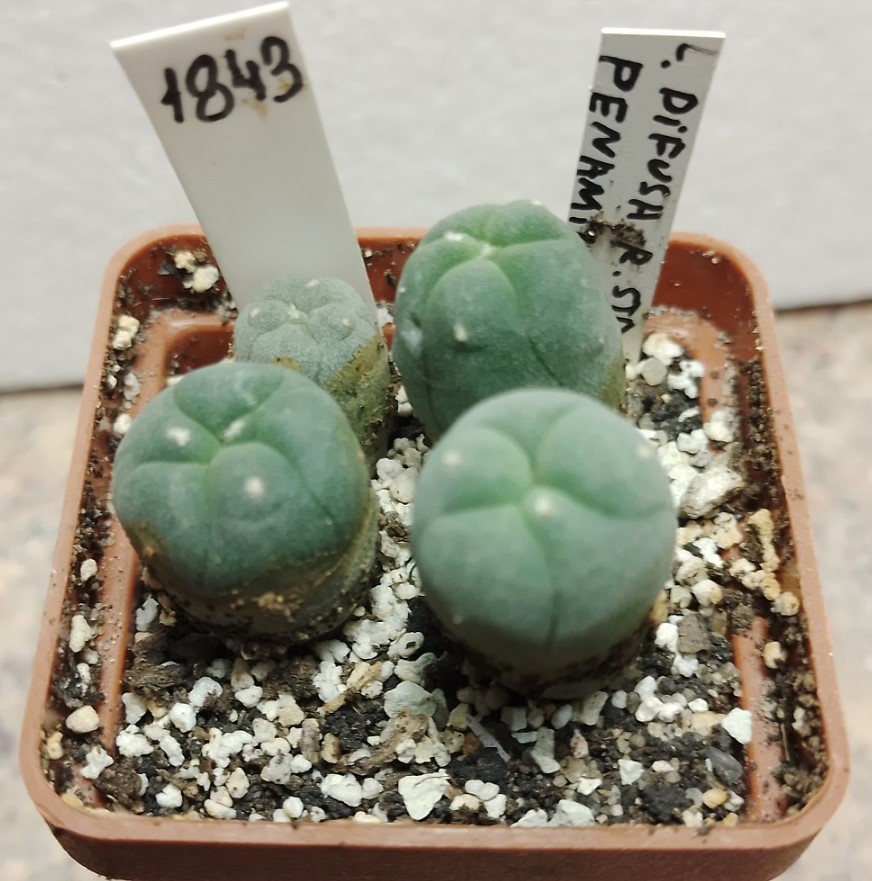 1843 Lophophora diffusa JJH10296 -Penamiller- весь горшик — Cactus-shop