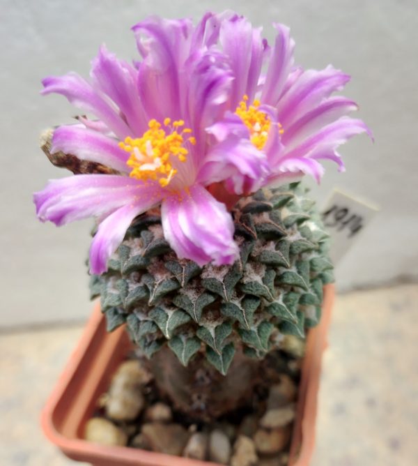 1914 Ariocarpus kotschoubeyanus щеплена рослина — Cactus-shop