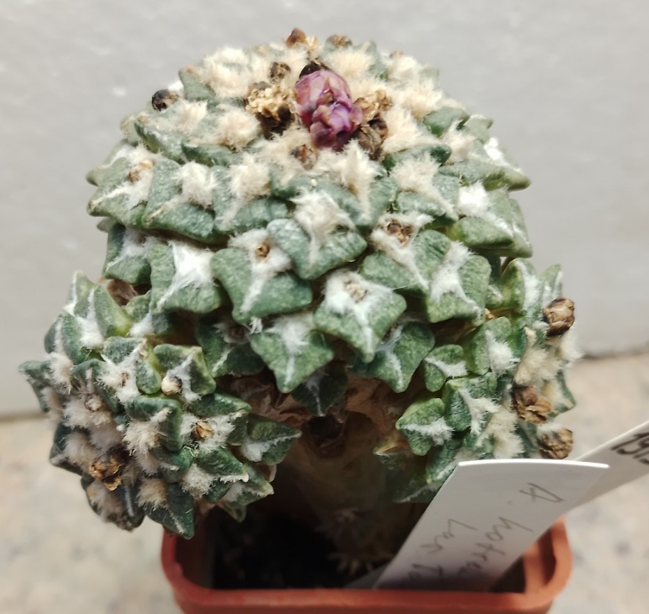1915 Ariocarpus kotschoubeyanus -Las Tabas Morita- щеплена рослина ...
