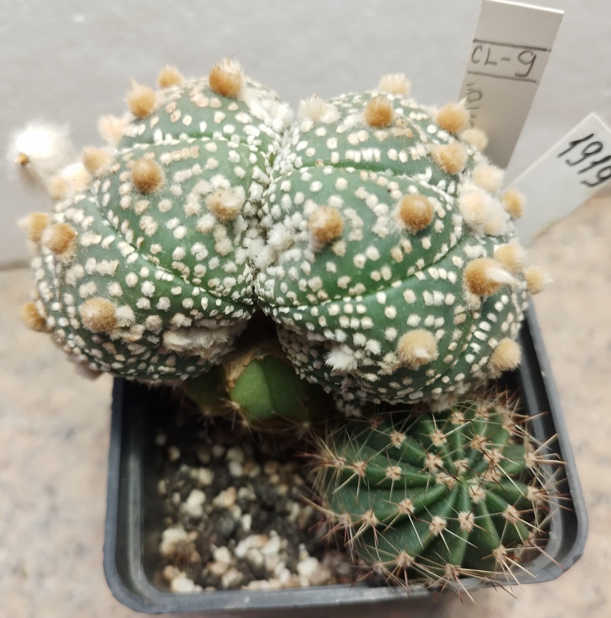 1919 Astrophytum asterias 'Hanazono' щеплена рослина — Cactus-shop