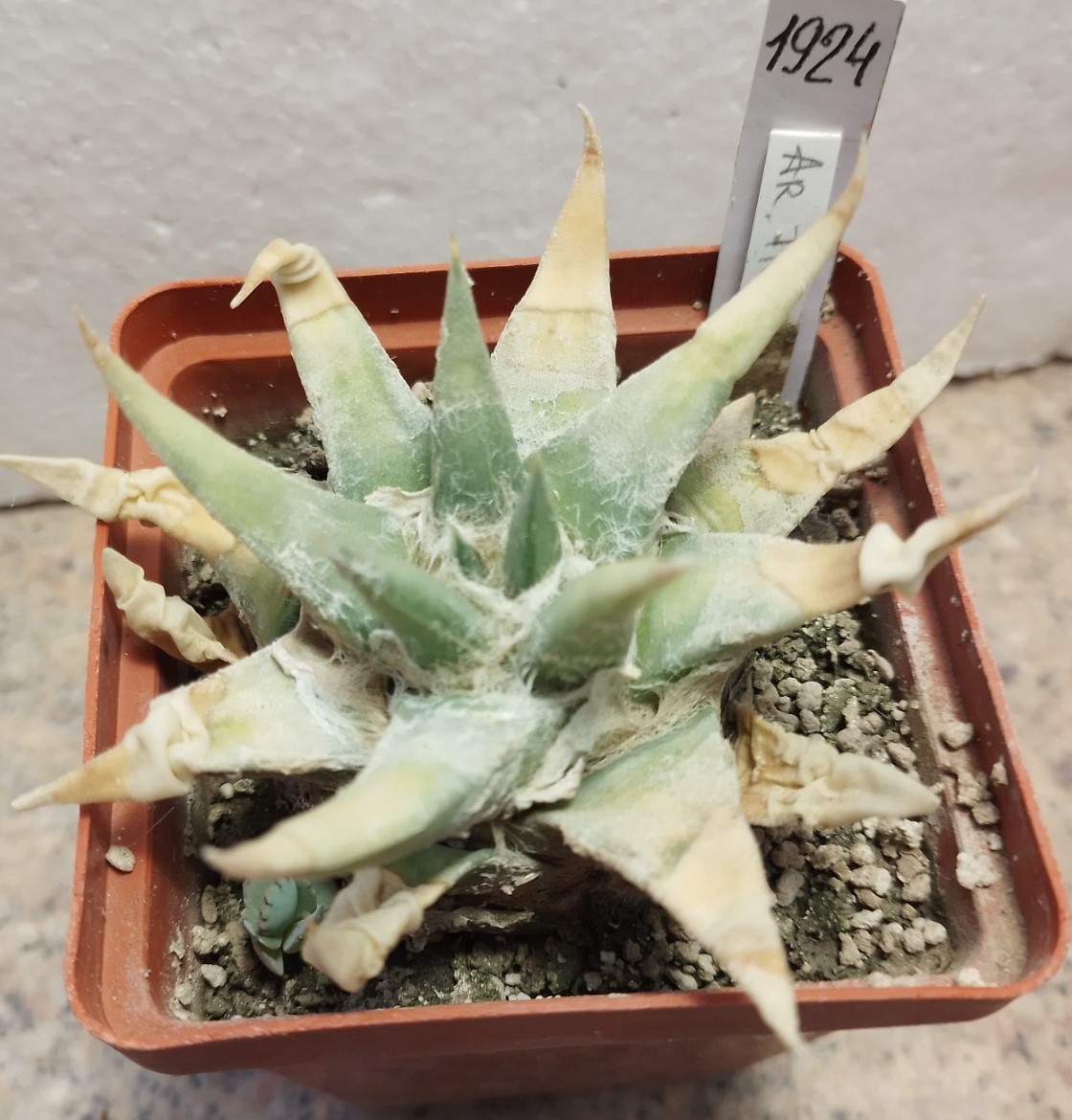 1924 Ariocarpis trigonus власні корені — Cactus-shop