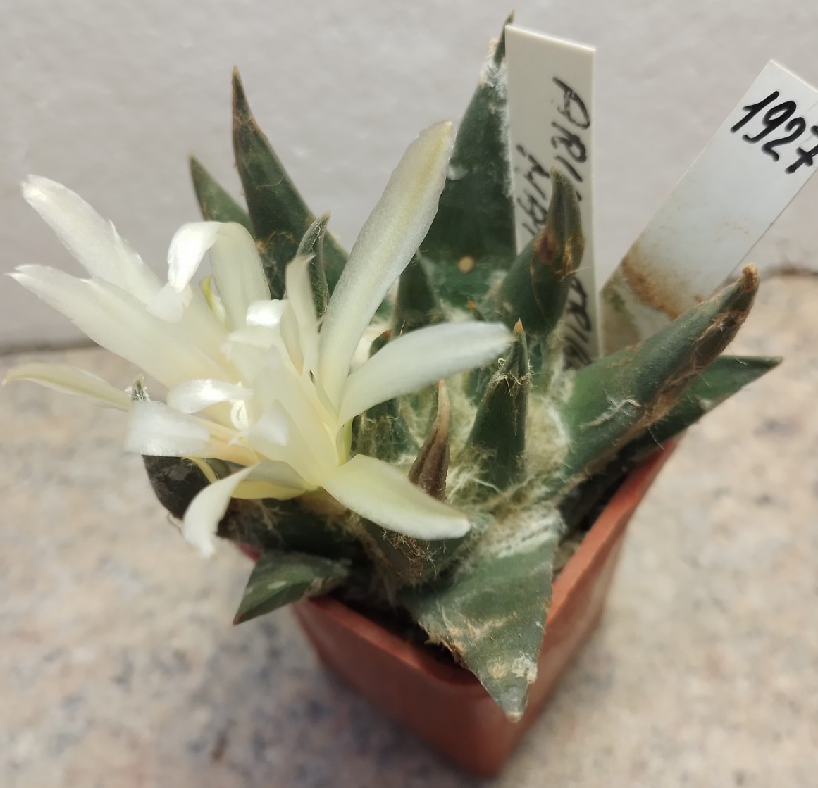 1927 Ariocarpis trigonus власні корені — Cactus-shop