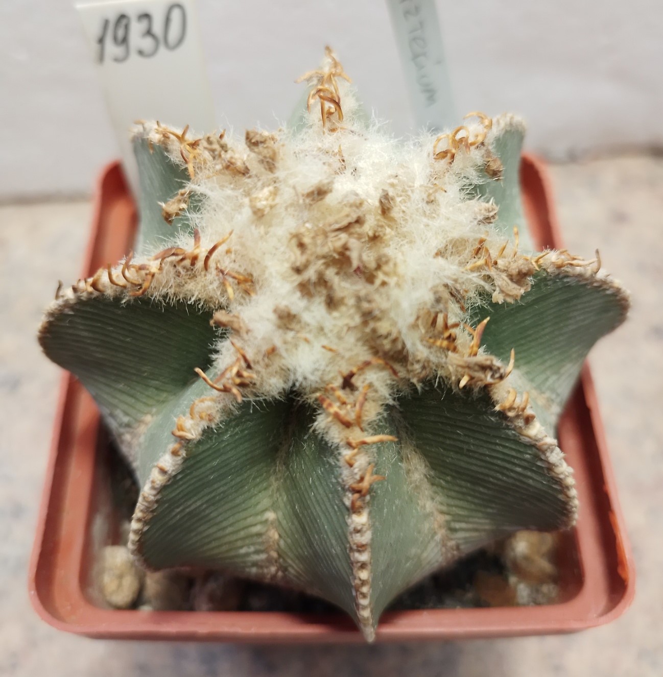 1930 Aztekium hintonii свої корені — Cactus-shop