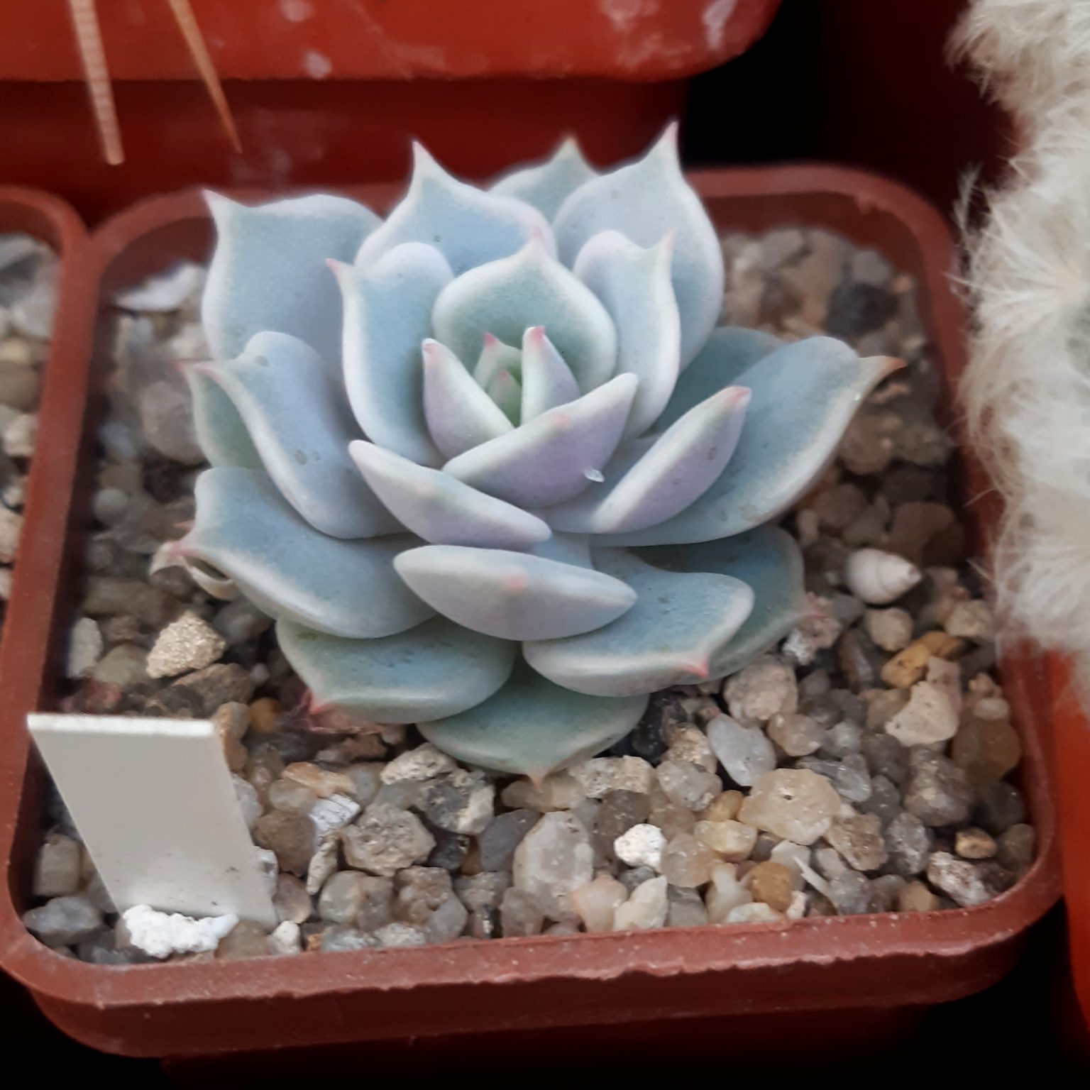 Echeveria 'Lola' (='Lolla') — Cactus-shop