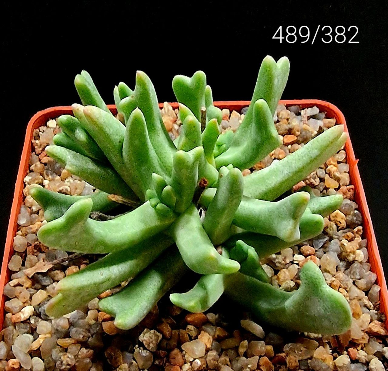 Rhombophyllum dolabriforme (12x12)-489 — Cactus-shop