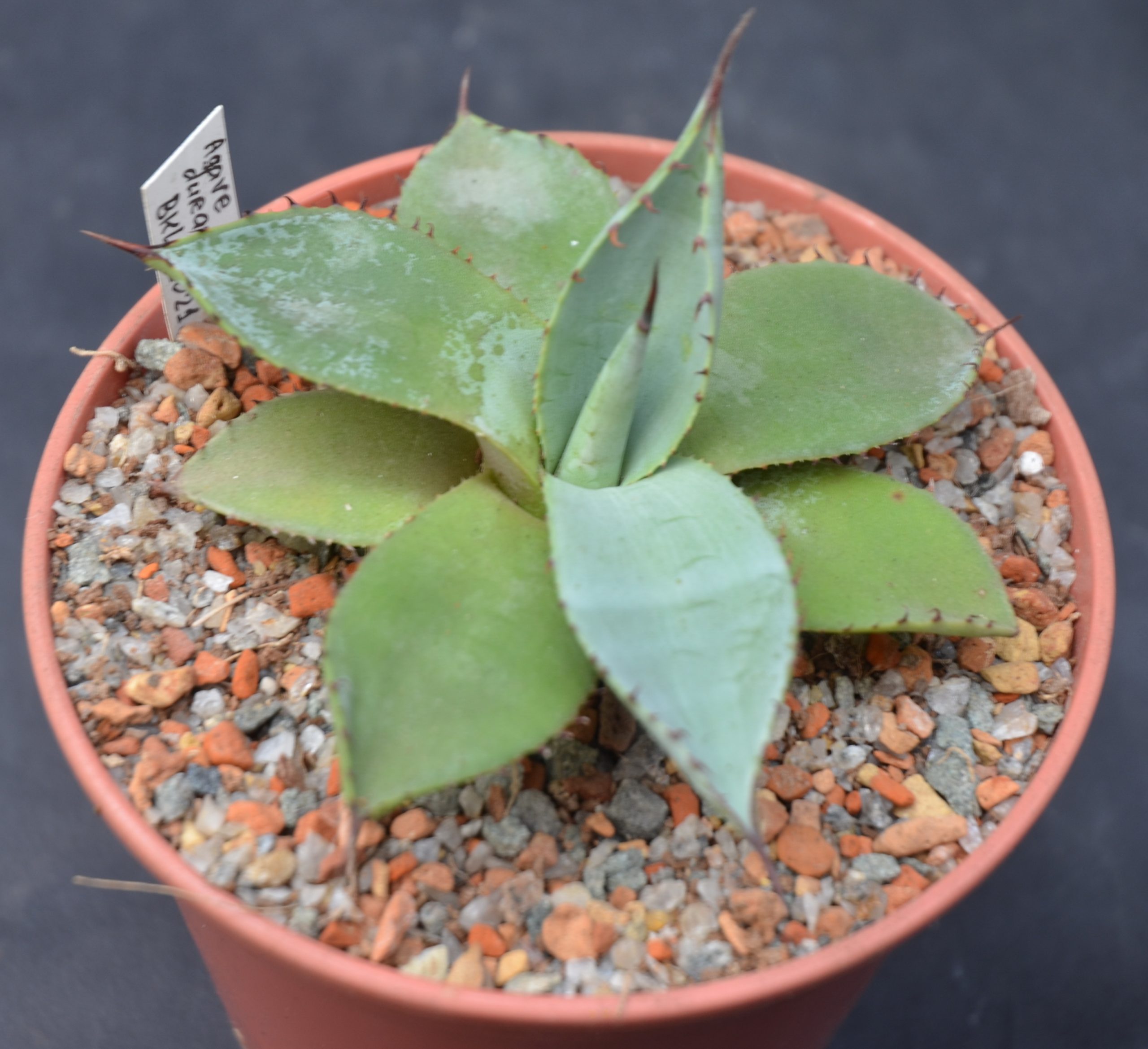 Agave durangensis BKLM 1021,El Colorado,Durango — Cactus-shop