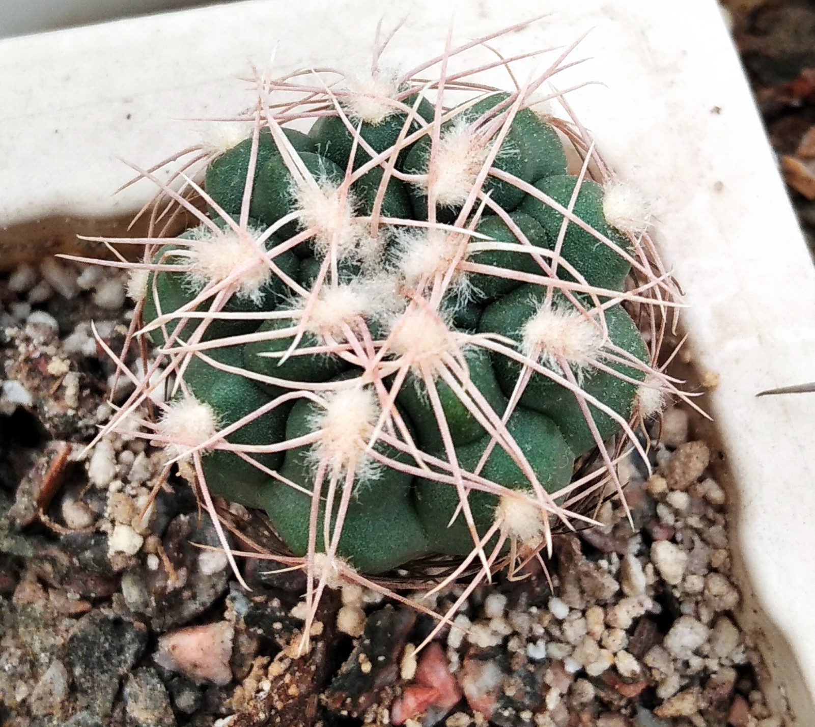 Gymnocalycium capillaense -Capilla del Monte- — Cactus-shop