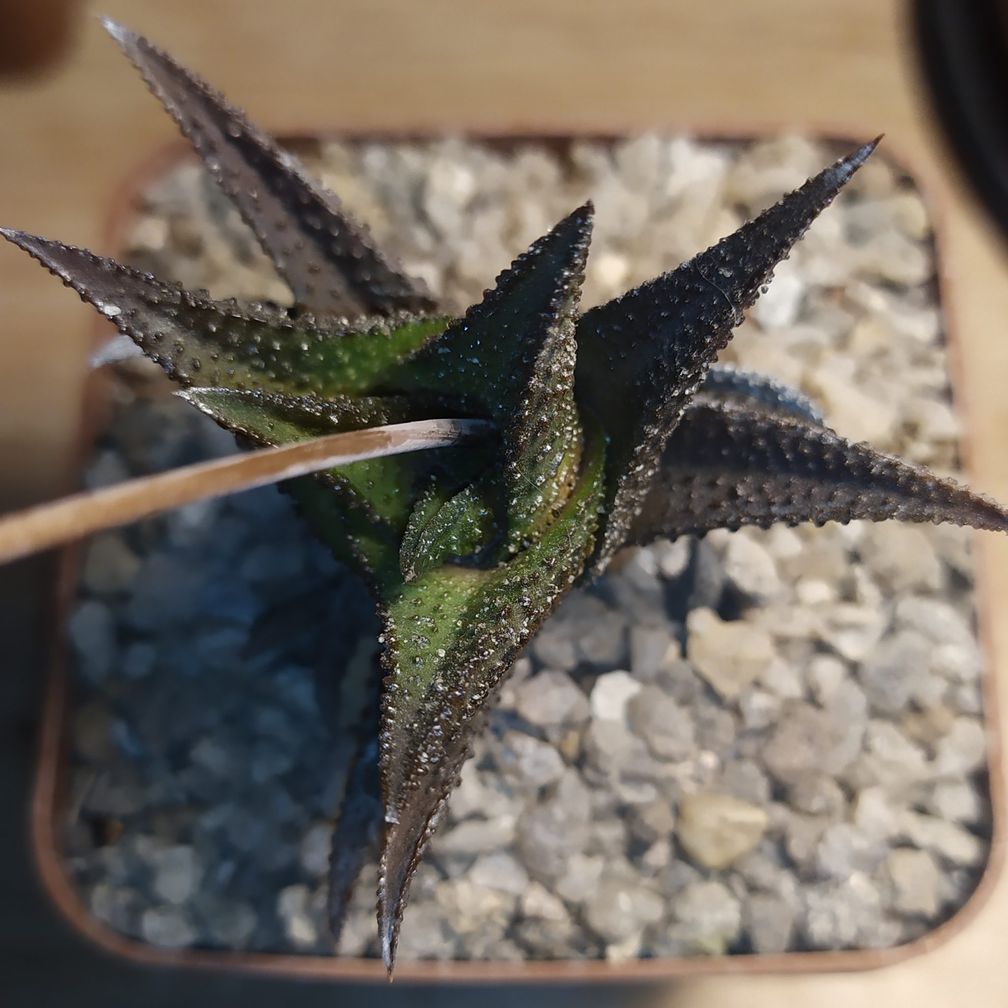 Товары — Страница 22 из 1279 — Cactus-shop
