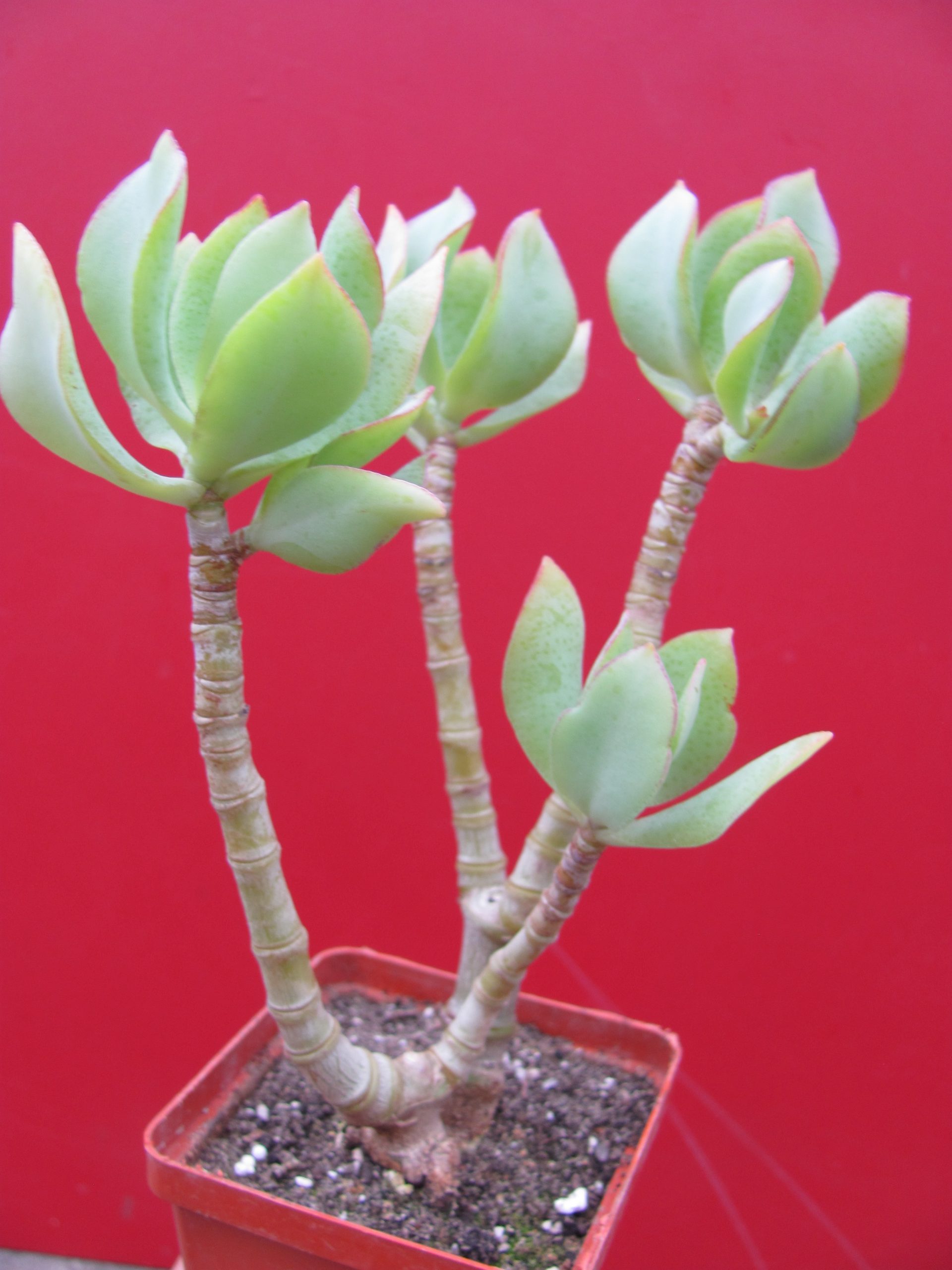 Crassula Blue Bird — Cactus-shop