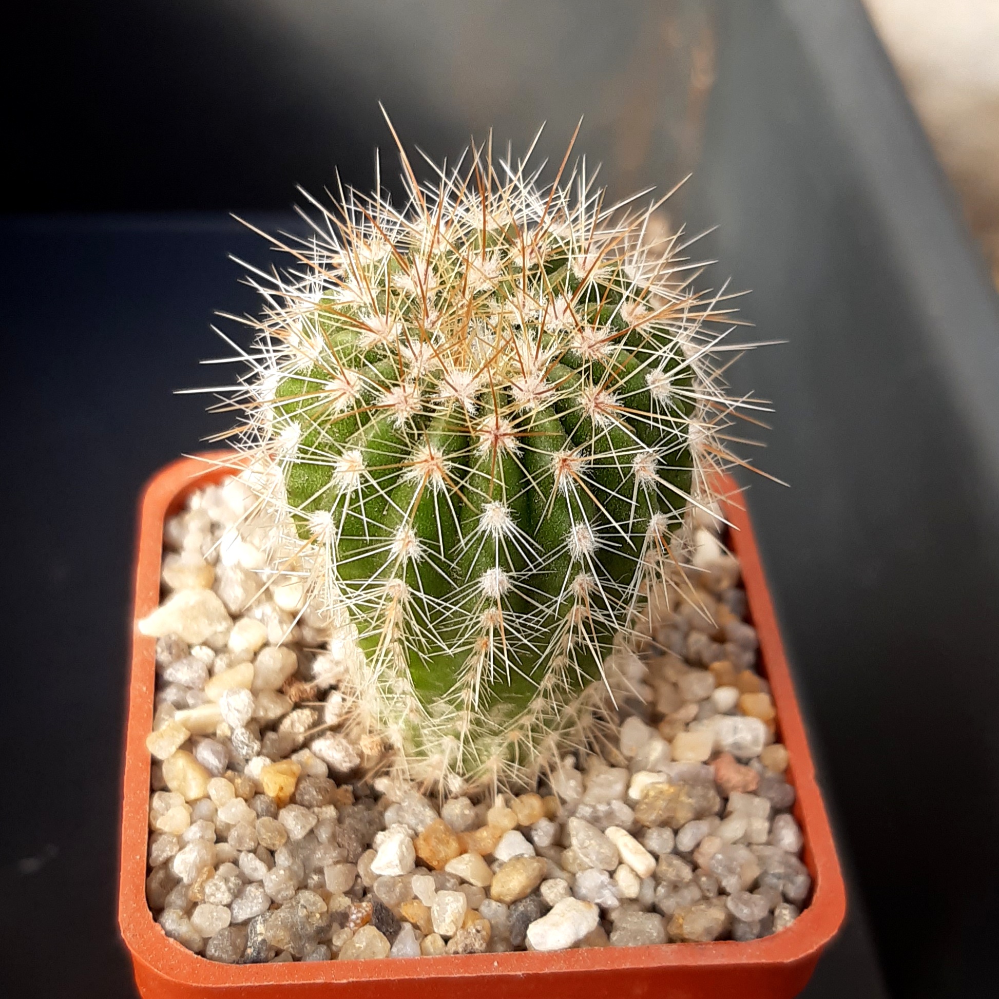 Notocactus horstii — Cactus-shop