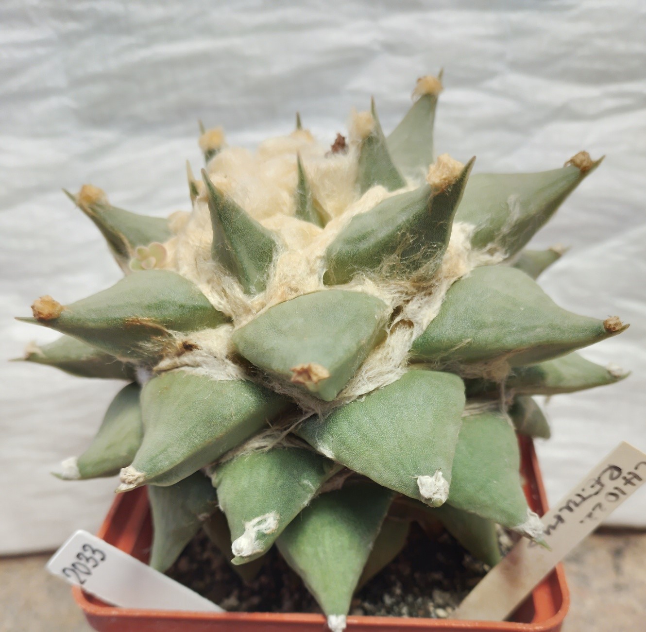 2033 Ariocarpus retusus LH1022 щеплена рослина — Cactus-shop