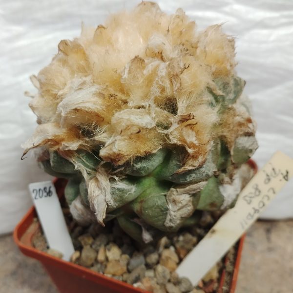 2036 Ariocarpus lloydii PP803 щеплена рослина — Cactus-shop