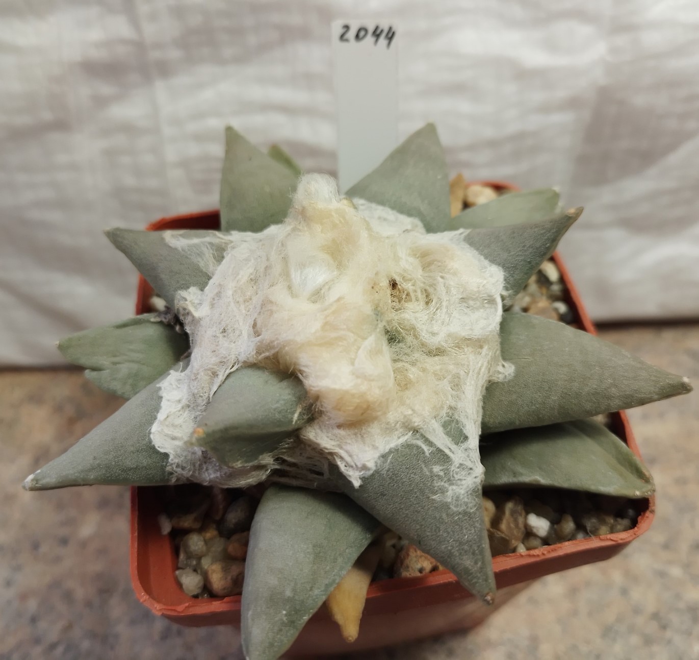 2044 Ariocarpus retusus власні корені — Cactus-shop