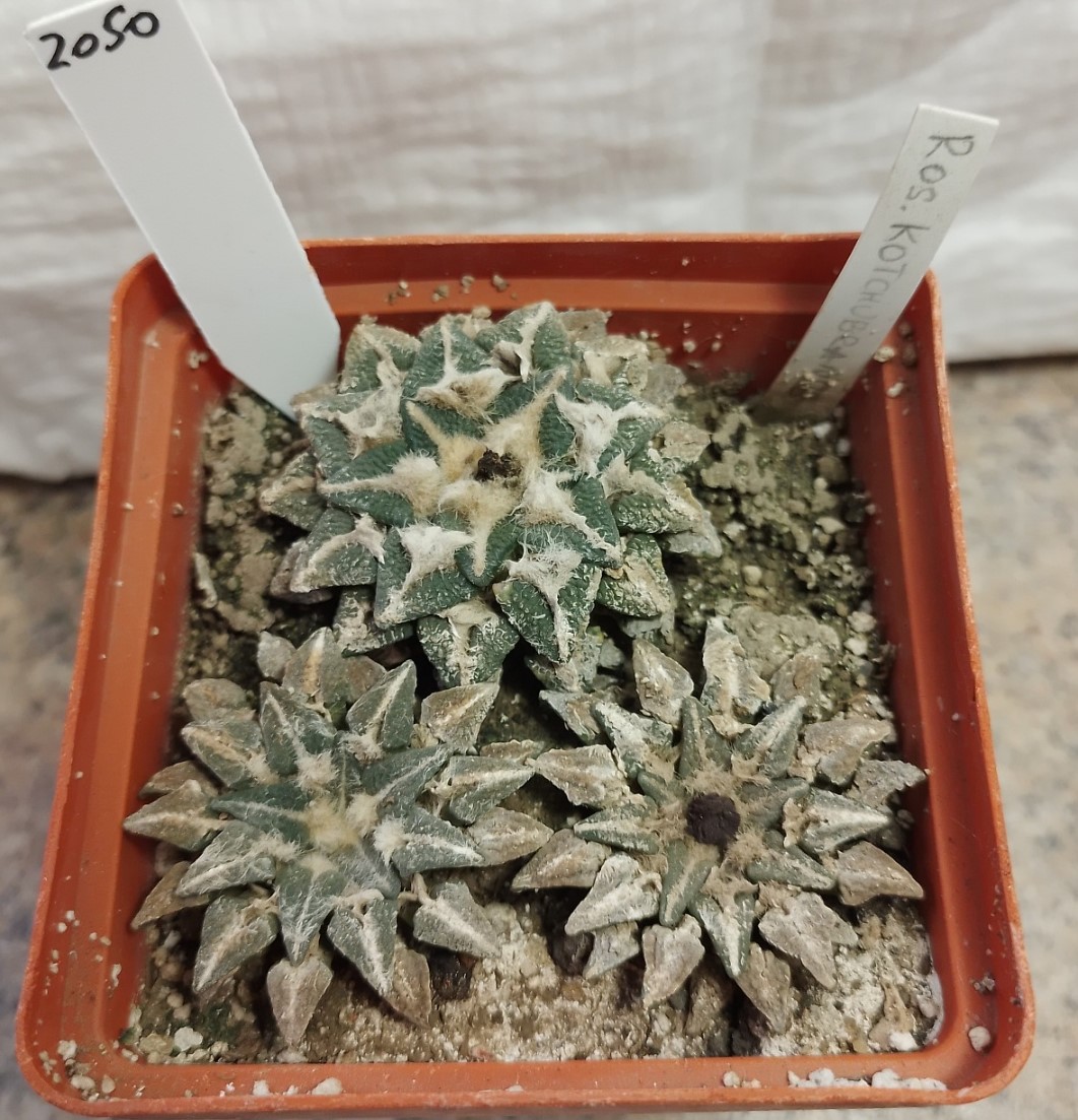 2050 Ariocarpus kotschoubeyanus свої корені весь горшик — Cactus-shop