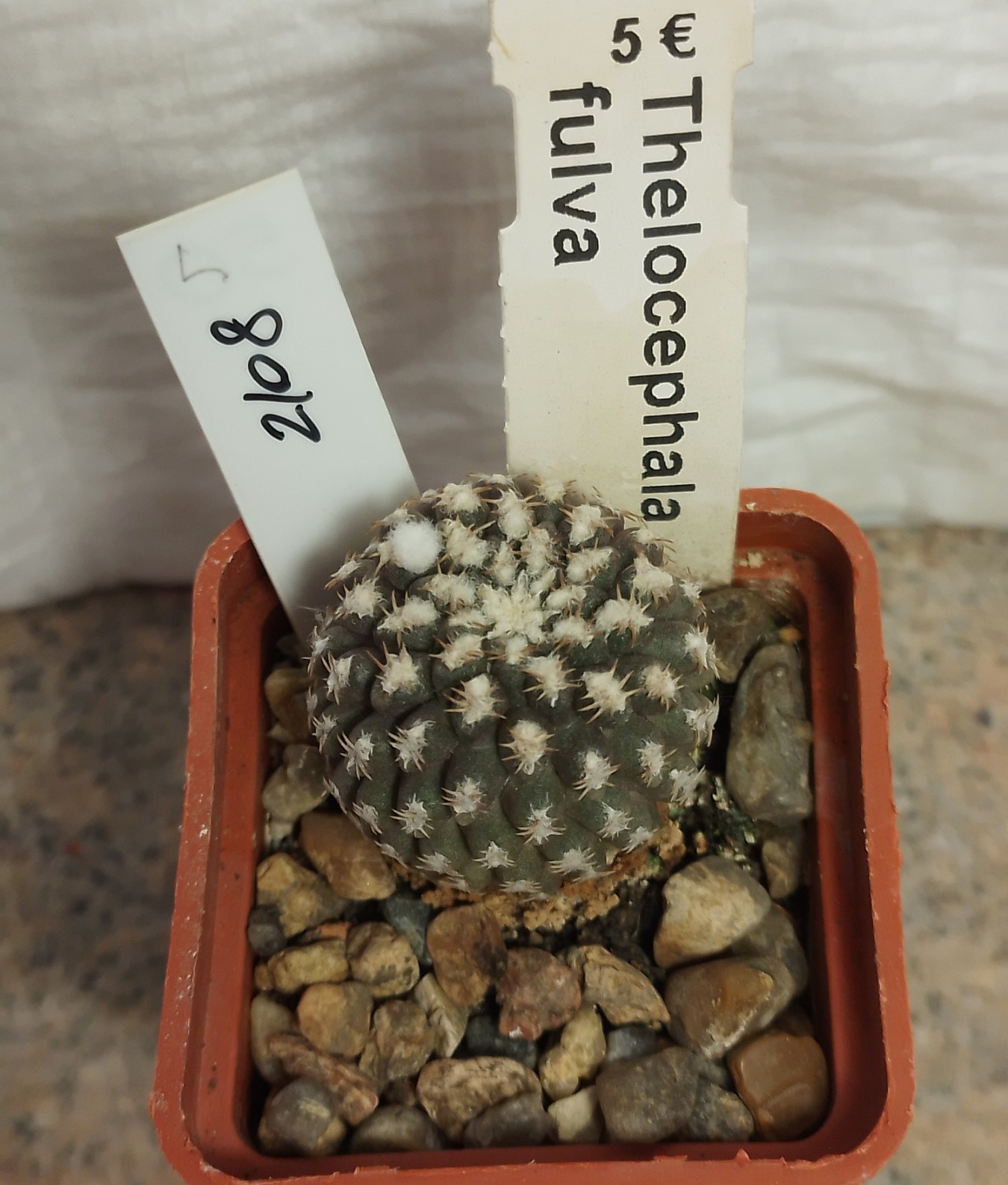 2108 Thelocephala fulva — Cactus-shop