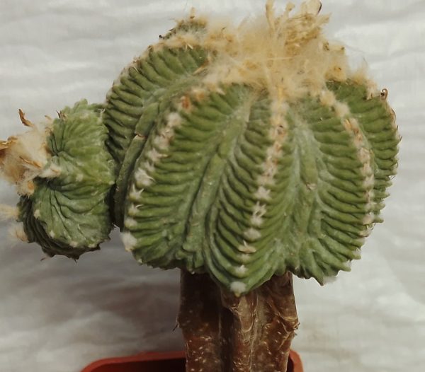 2131 Aztekium ritteri щеплена рослина — Cactus-shop