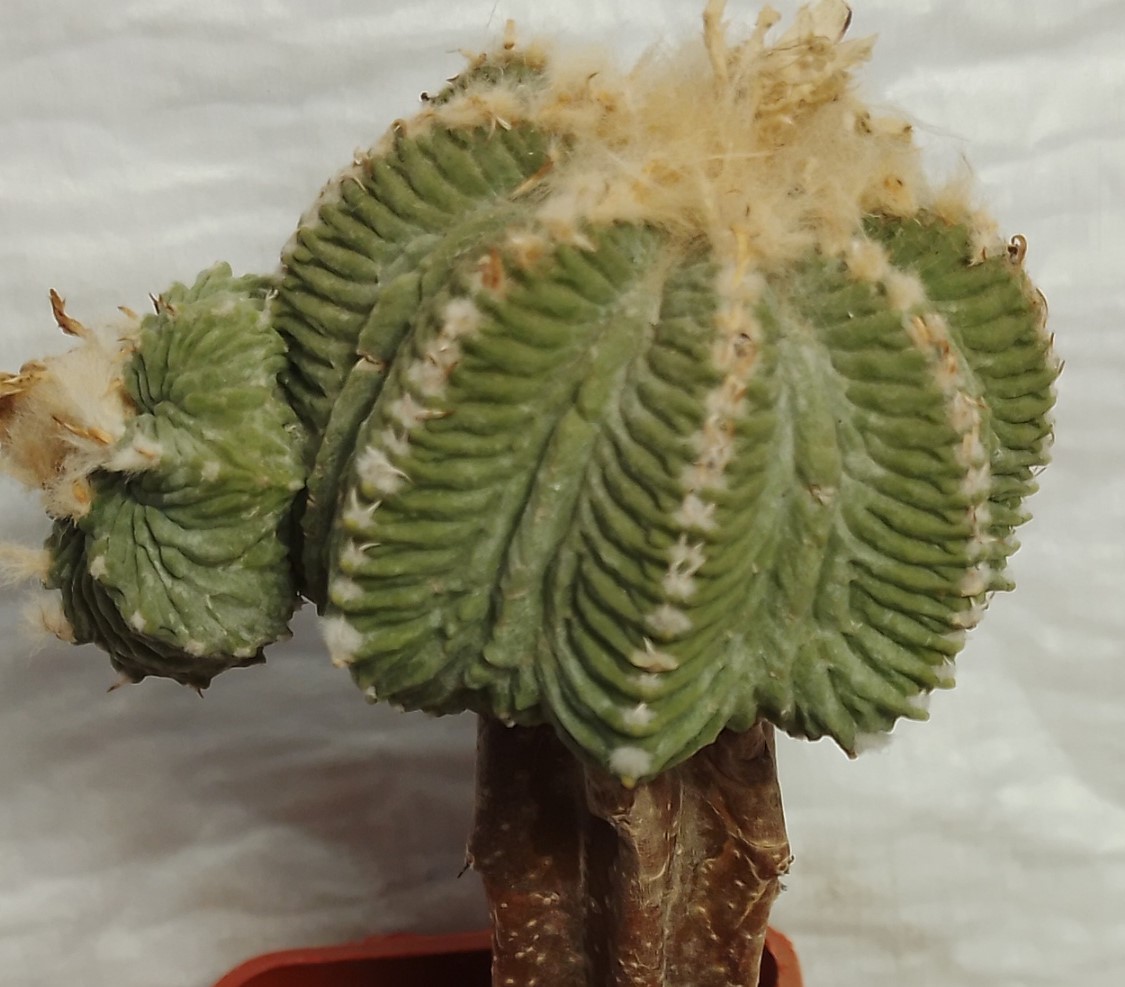 2131 Aztekium ritteri щеплена рослина — Cactus-shop