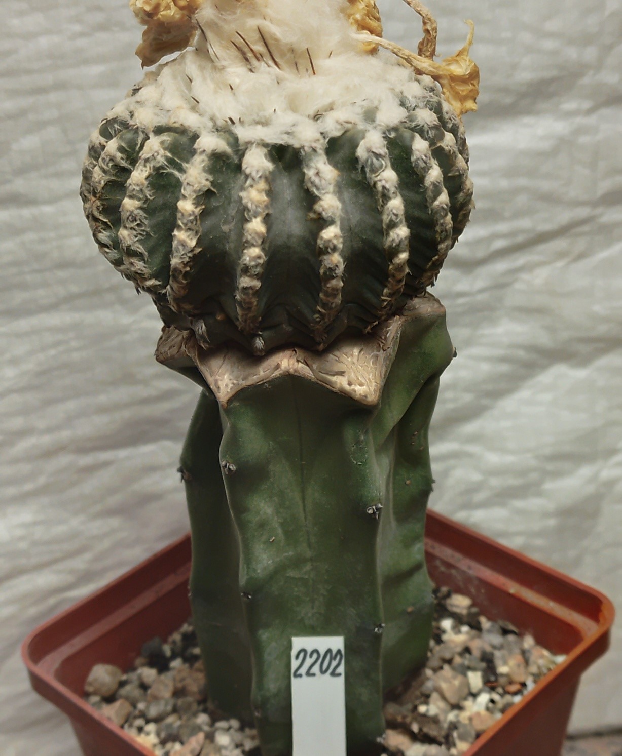 2202 Discocactus horstii щеплена рослина — Cactus-shop