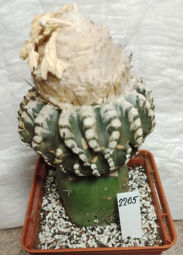 2205 Discocactus horstii щеплена рослина — Cactus-shop