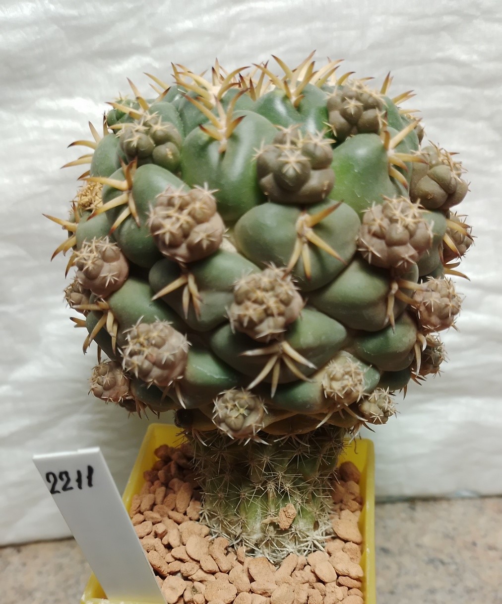 2211 Coryphantha elephantidens 'Tansh' щеплена рослина — Cactus-shop
