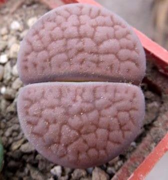 1616.05 lithops hookeri red — Cactus-shop