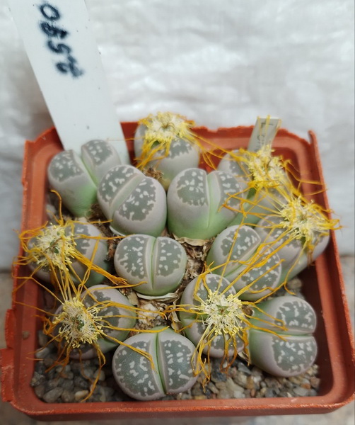 2590 Lithops olivacea весь горшик — Cactus-shop