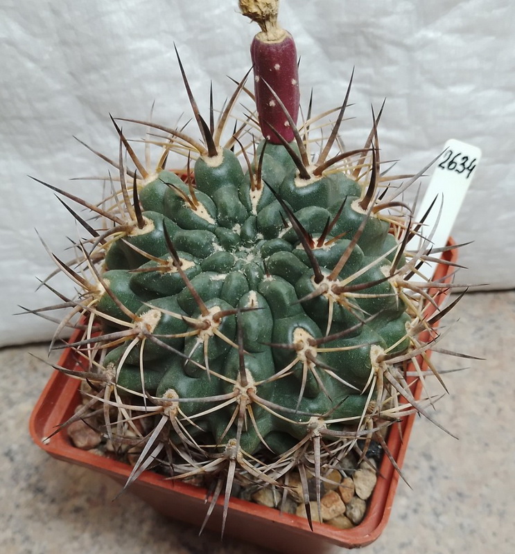 2634 Horridocactus curvispinus v.tuberisulcatus -Quilimar- — Cactus-shop