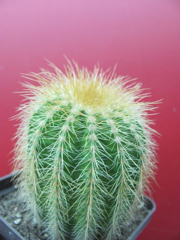 Eriocactus warasii — Cactus-shop