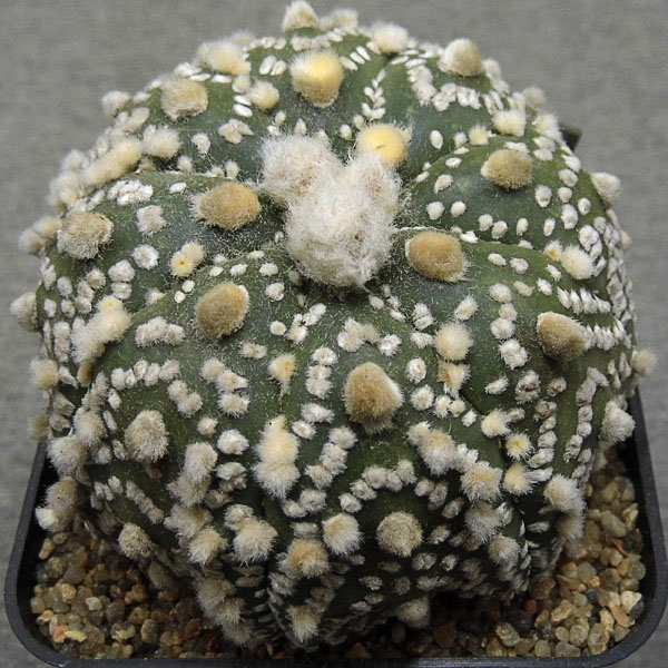 Astrophytum asterias cv. Hanazono (№2) — Cactus-shop