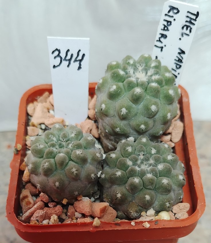 344 Thelocephala napina v.riparia -El Trapiche- весь горшик — Cactus-shop