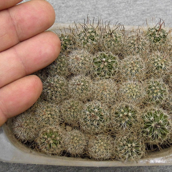 Echinofossulocactus lloydii -select- (Зразок) — Cactus-shop