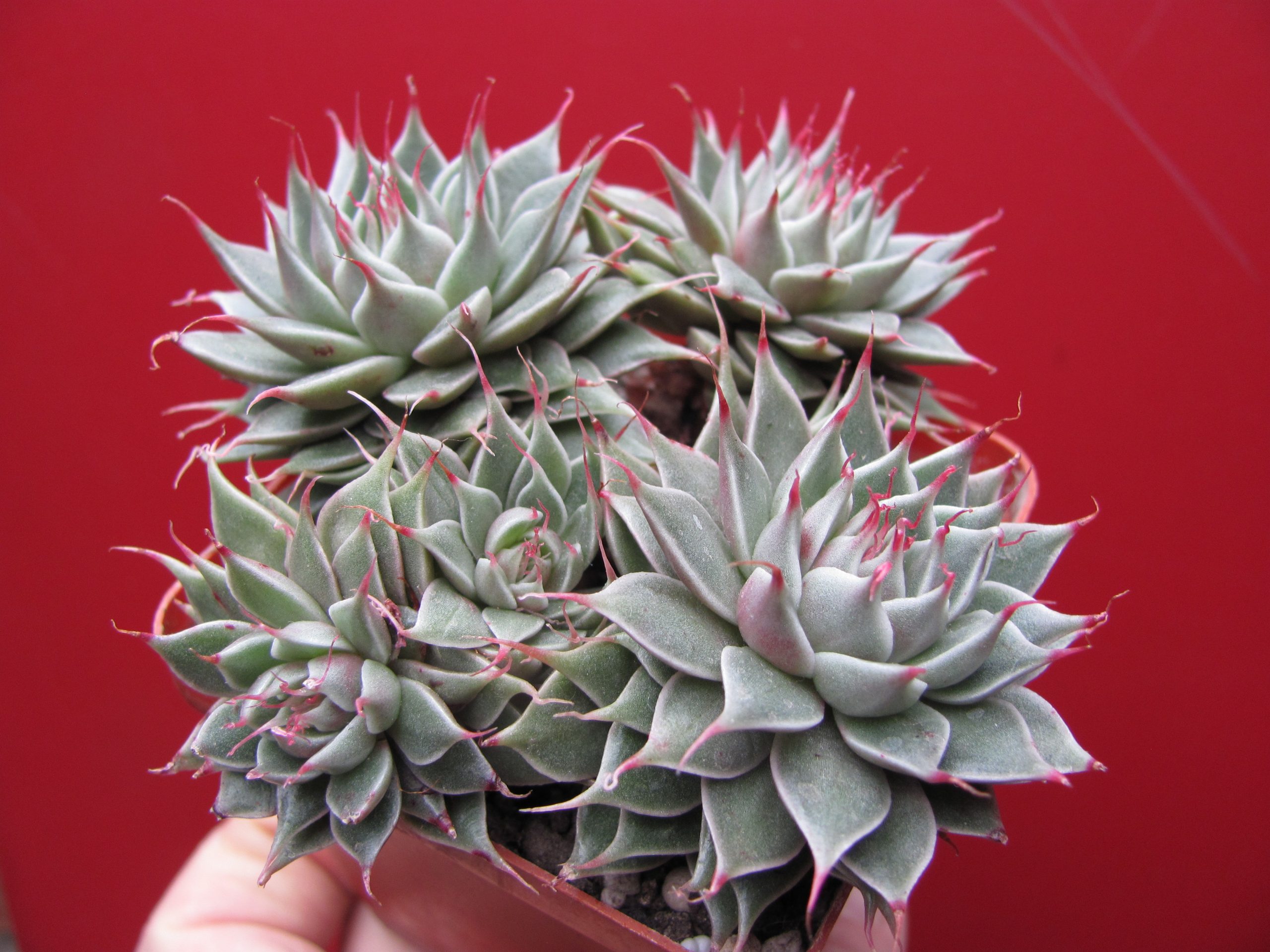 Graptopetalum Silver Star — Cactus-shop
