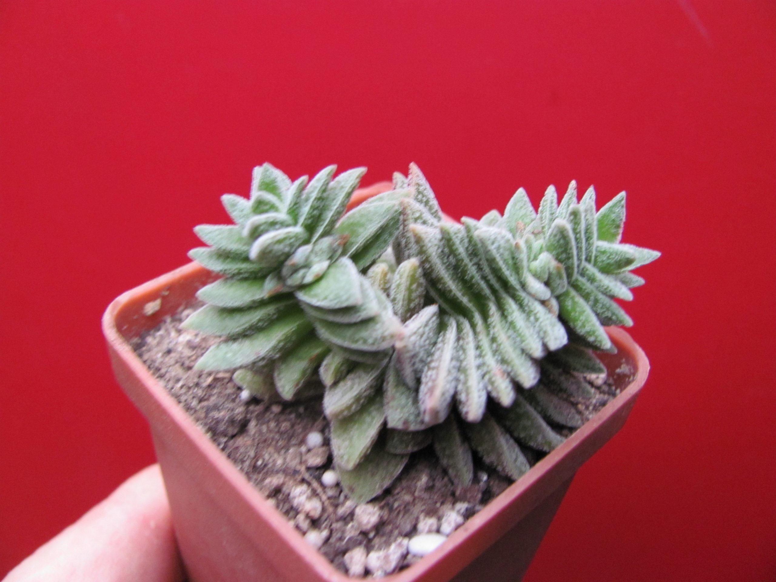 Crassula Frosty — Cactus-shop