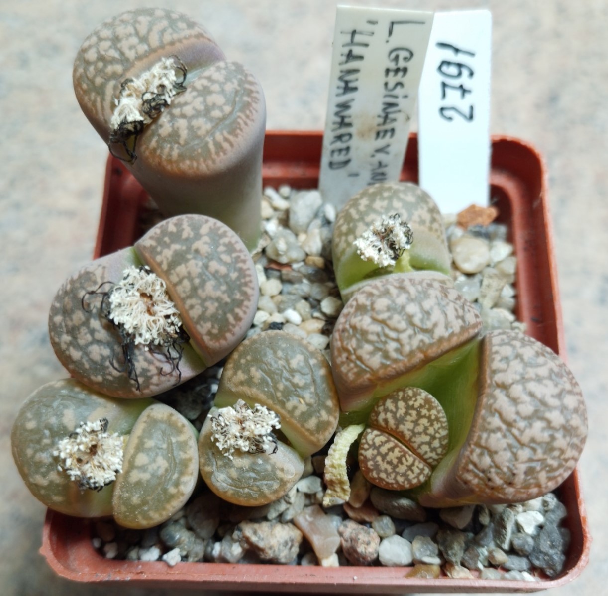 2791 Lithops gesinae 'Hanawared' весь горшик — Cactus-shop