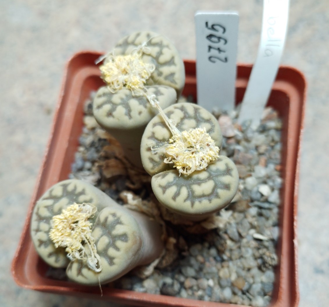 2795 Lithops karasmontana v. bella весь горшик — Cactus-shop