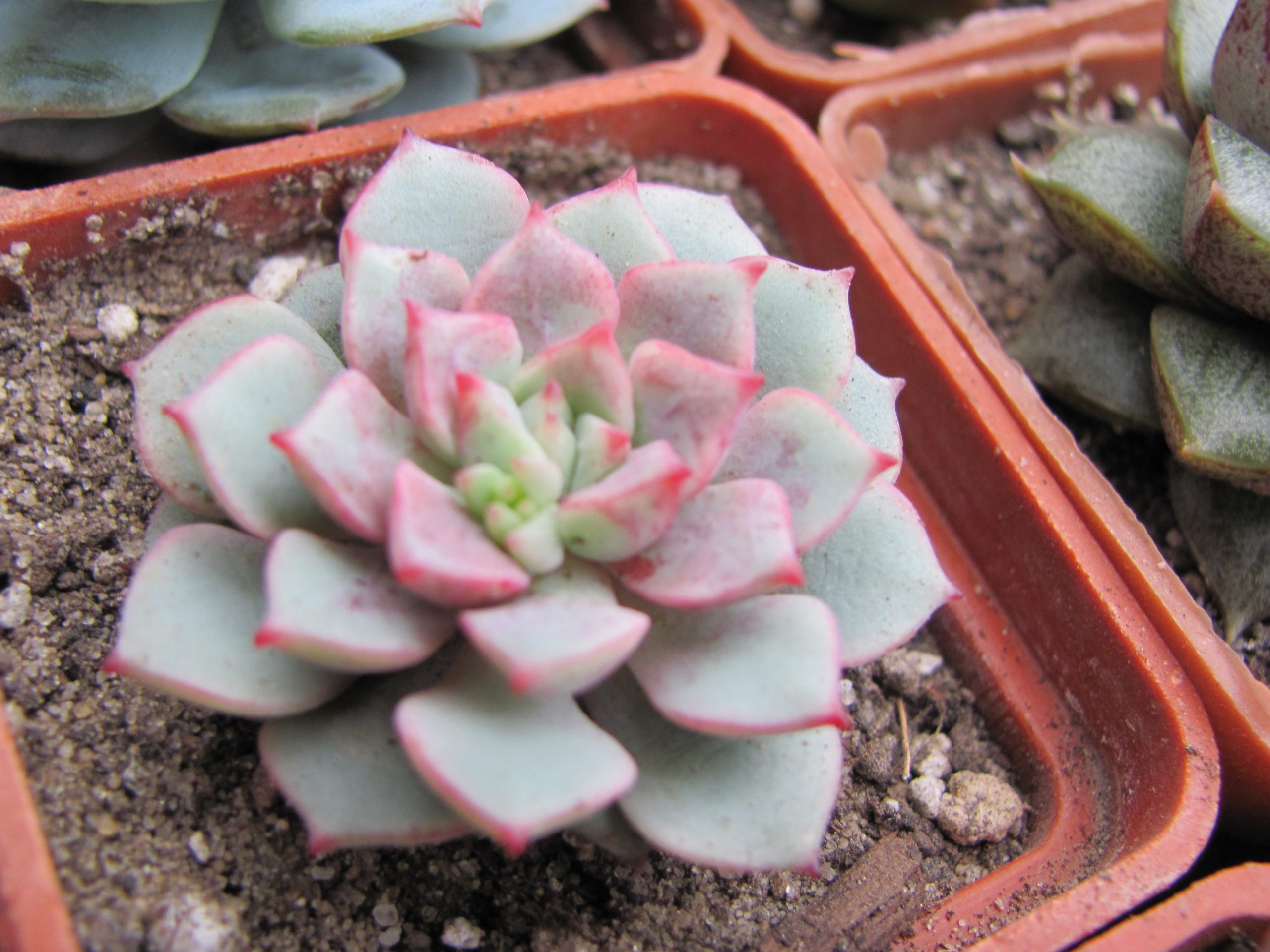Echeveria Panda Face — Cactus-shop