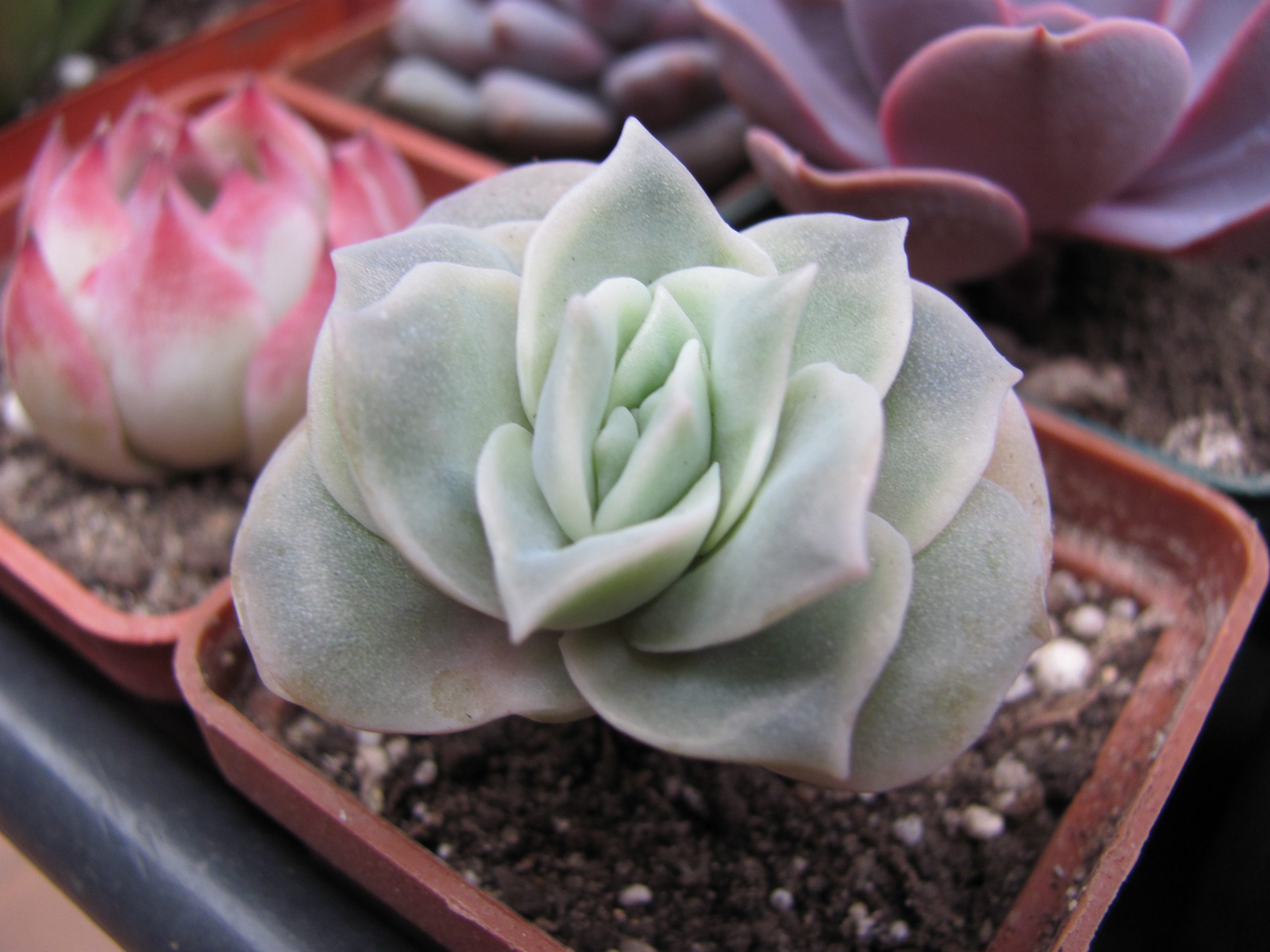 Echeveria Lovely Rose — Cactus-shop