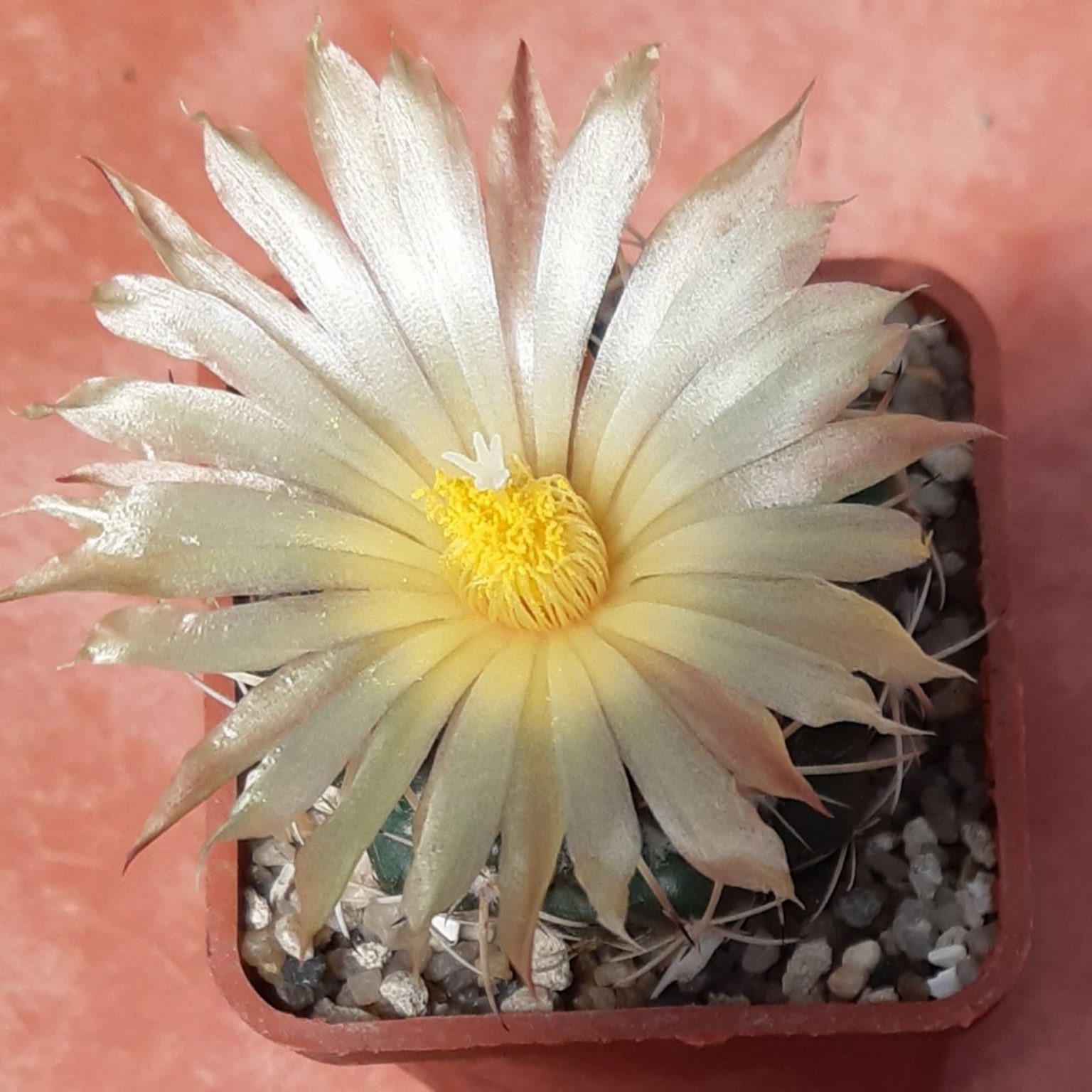 Товары — Страница 42 из 1670 — Cactus-shop