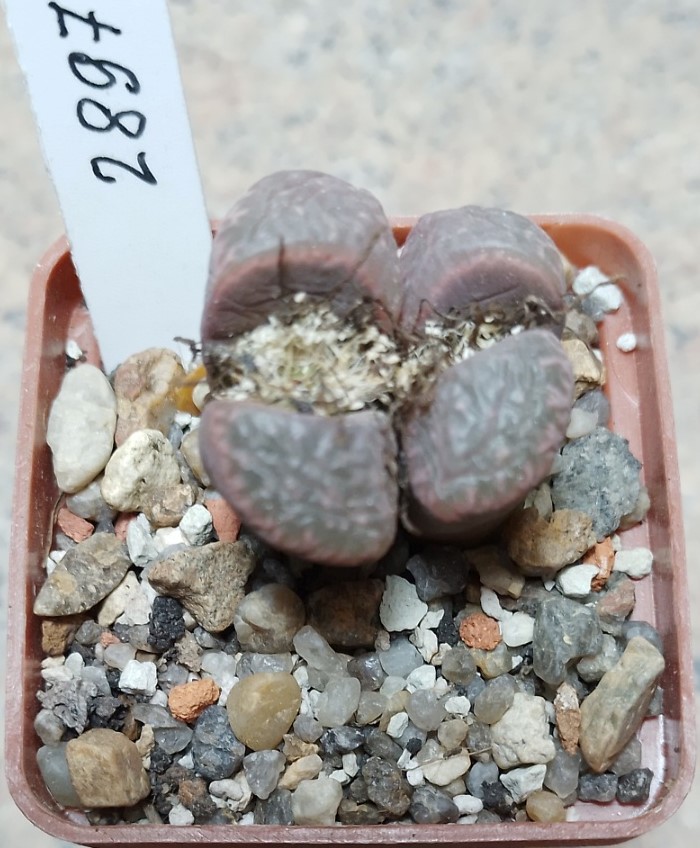 2897 Lithops naureeniae -Pink Form- — Cactus-shop