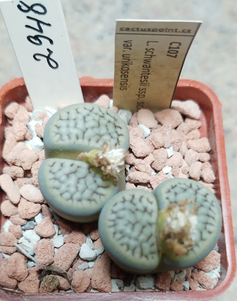 2948 Lithops schwantesii v. urikosensis C107 — Cactus-shop