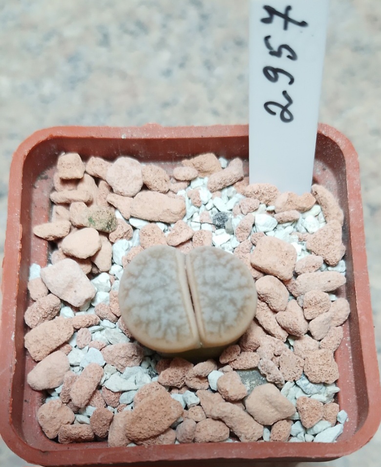 2957 Lithops gracilidelineata ssp. gracilidelineata v. waldroniae C189 ...